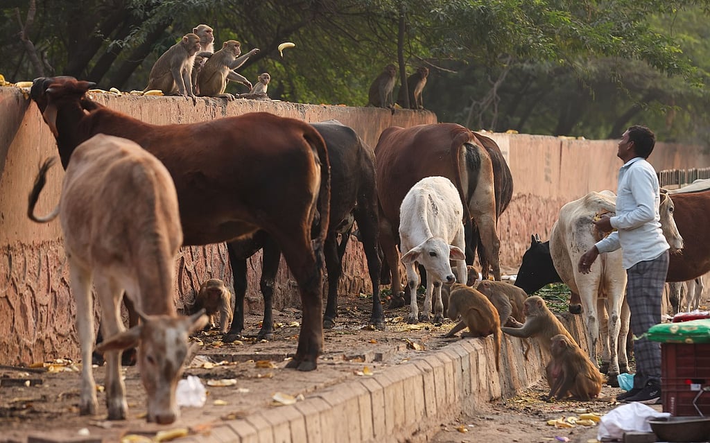 Wildlife Hazard Alert: Delhi’s Escalating Rhesus Macaque Threat and ...