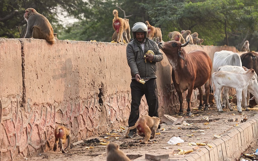Wildlife Hazard Alert: Delhi’s Escalating Rhesus Macaque Threat and ...