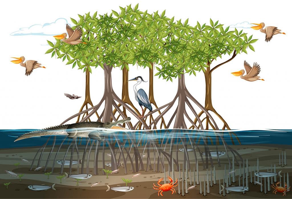 Gobar Times: Mangroves Protect India’s Coasts and Biodiversity