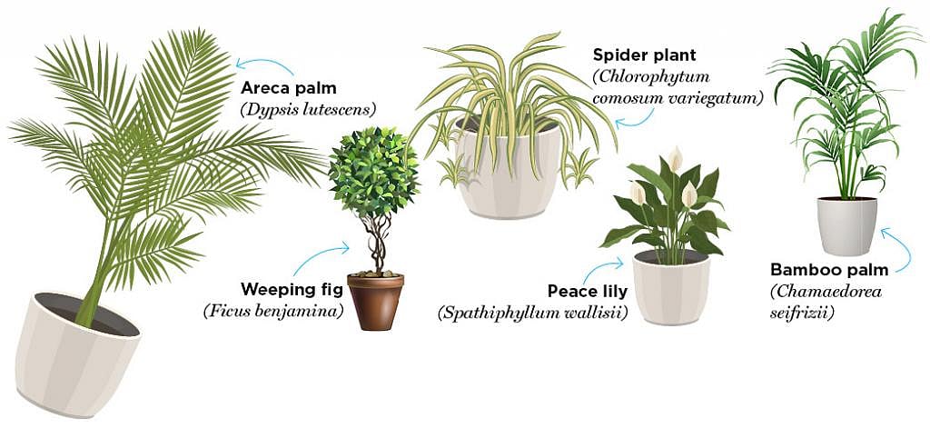 Gobar Times Insight: Air-Purifying Plants Combat Indoor Pollution