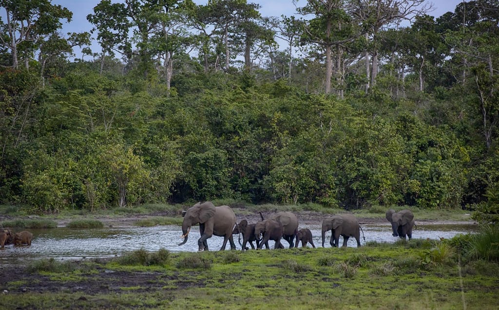 Biodiversity Decline: Sub-Saharan Africa Loses 24% Since Pre-Industrial Era
