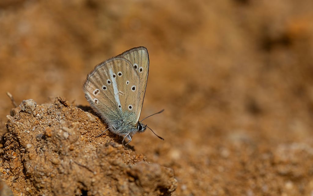 COP17 Logo Unveiled: Yerevan's Blue Butterfly Symbolizes Biodiversity Action