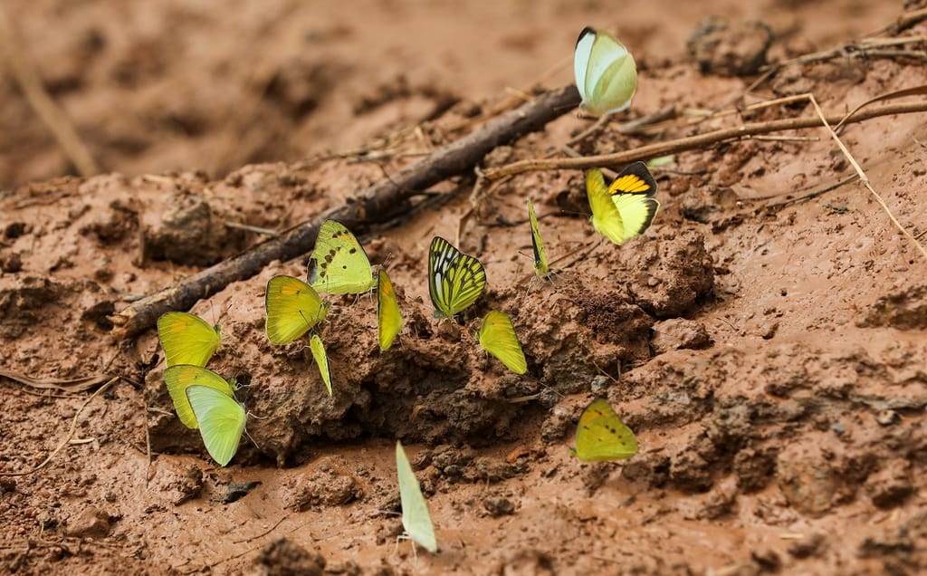 Discover the Surprising 'Dirty' Side of Butterflies: Mud-Puddling Explained