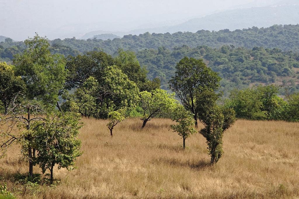 World Forest Day 2024 Indian Forests Are Losing Their Ability To