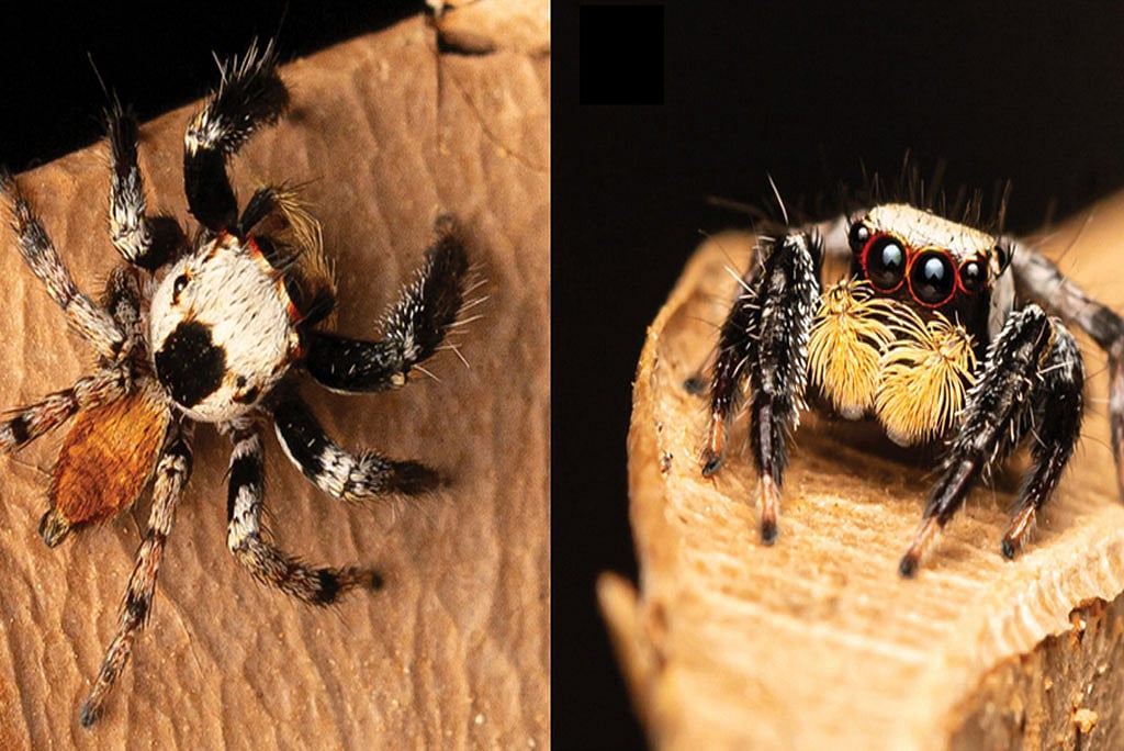 दक्षिण भारत में मिली नई कूदने वाली मकड़ी 'तेनकाना' की खोज