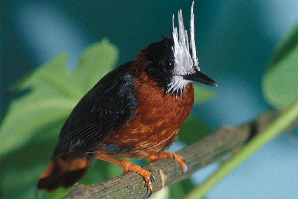 साल के अंत में : तहस-नहस होती जैवविविधता की गवाही बना 2025