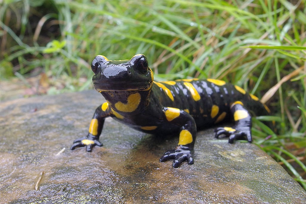 विलुप्ति के कगार पर 41 फीसदी उभयचर जीवों की प्रजातियां, जानें- कारण