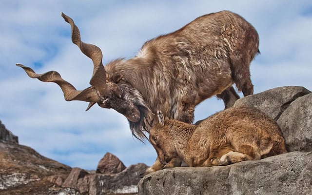 Markhor: The world’s largest wild goat now has a day of its own
