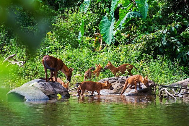 World Dhole Day 2024: Are things looking up for Asia’s red dogs?