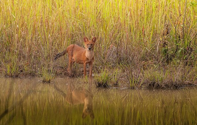 World Dhole Day 2024: Are things looking up for Asia’s red dogs?