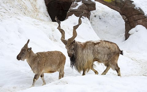 Markhor: The world’s largest wild goat now has a day of its own