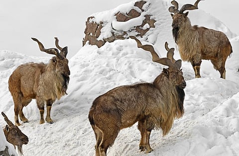 Markhor: The world’s largest wild goat now has a day of its own