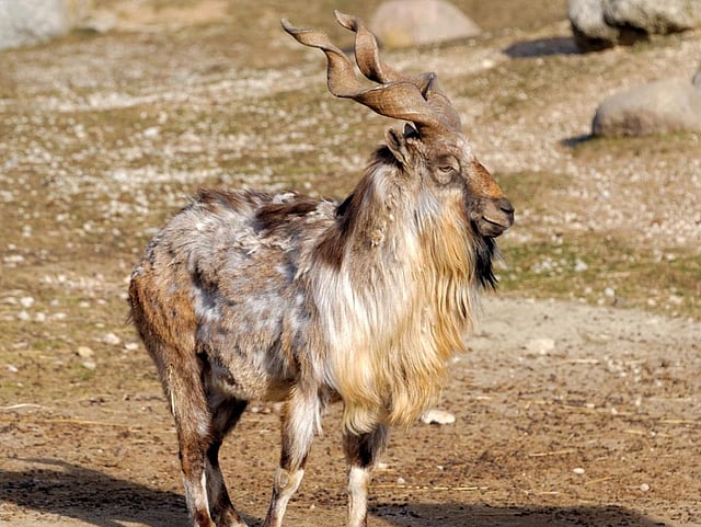 Markhor: The world’s largest wild goat now has a day of its own