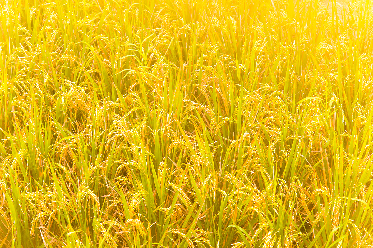 What is golden rice — and why has a Philippine court put a stop to its ...