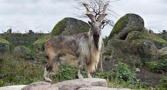 Markhor: The world’s largest wild goat now has a day of its own