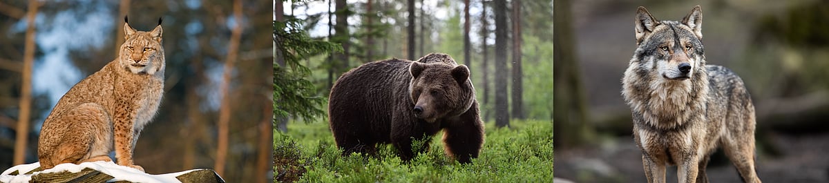 Lynx, bear and wolf reintroduction to Britain & Ireland likely to be ...