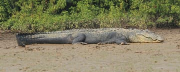 World Crocodile Day 2024: In 50th year of India’s saurian conservation ...