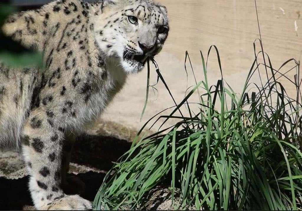 Snow leopards, iconic carnivore cats of High Mountain Asia, also eat ...