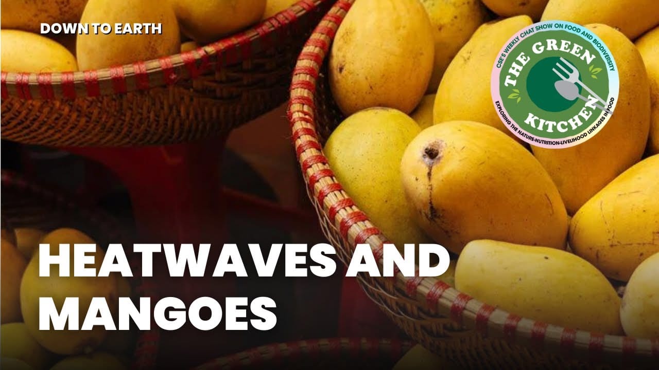 The Green Kitchen: Investigating Heatwaves' Effect on Mangoes