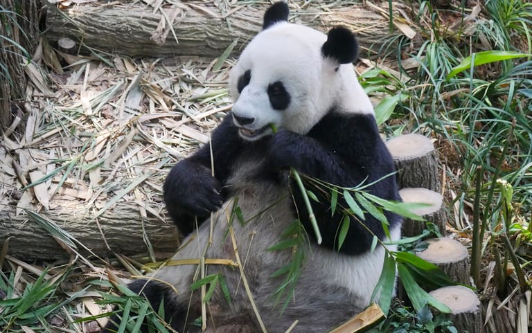 Charming ambassadors with big appetites and universal appeal: China’s ...