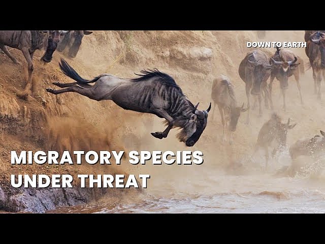 CMS COP14: Why are migratory species at risk of disappearing?