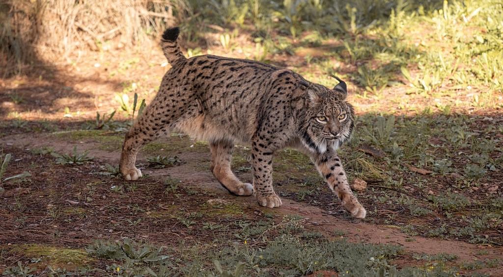 On International Lynx Day, Iberia offers a story of miracle and hope