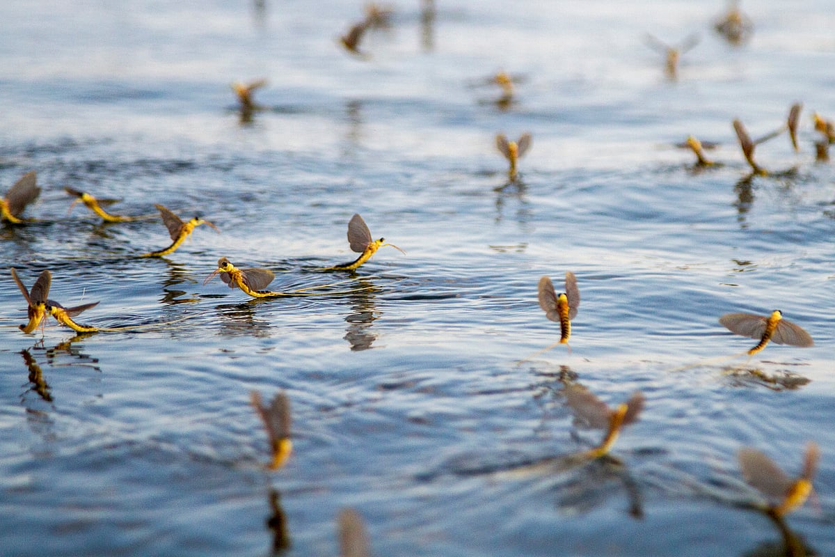 Unlocking Freshwater Biodiversity Secrets Through DNA Analysis