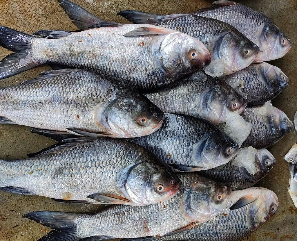 Catla, one of India’s 3 major carps, among top 10 species of aquatic animals harvested in 2022: FAO