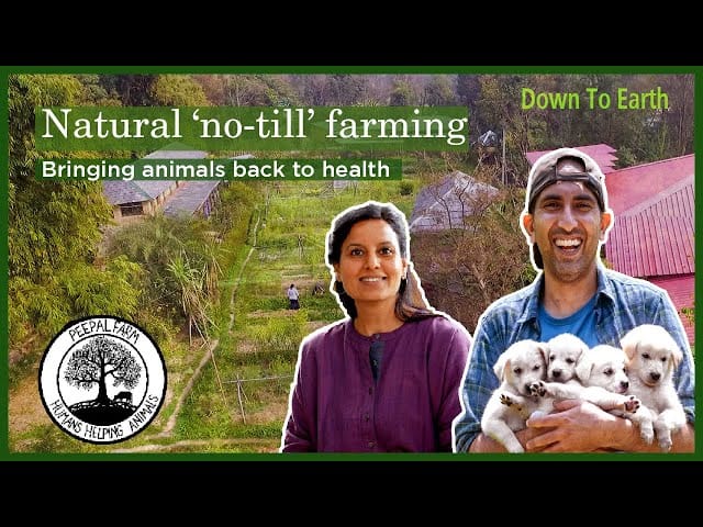Peepal Farm: An organic ‘No-till’ farm that sustains people and rescues ...