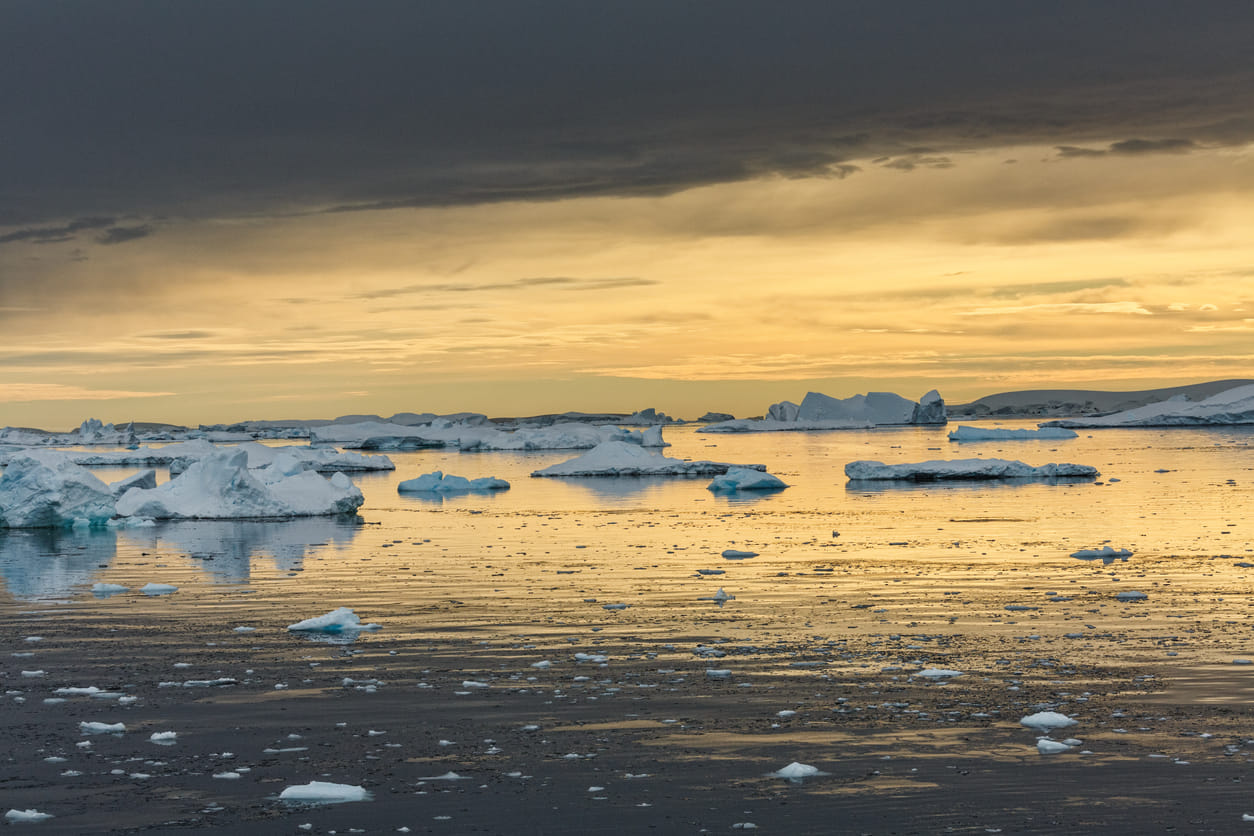 Unveiling the secrets of glacier algae: Evolutionary adaptations and ...