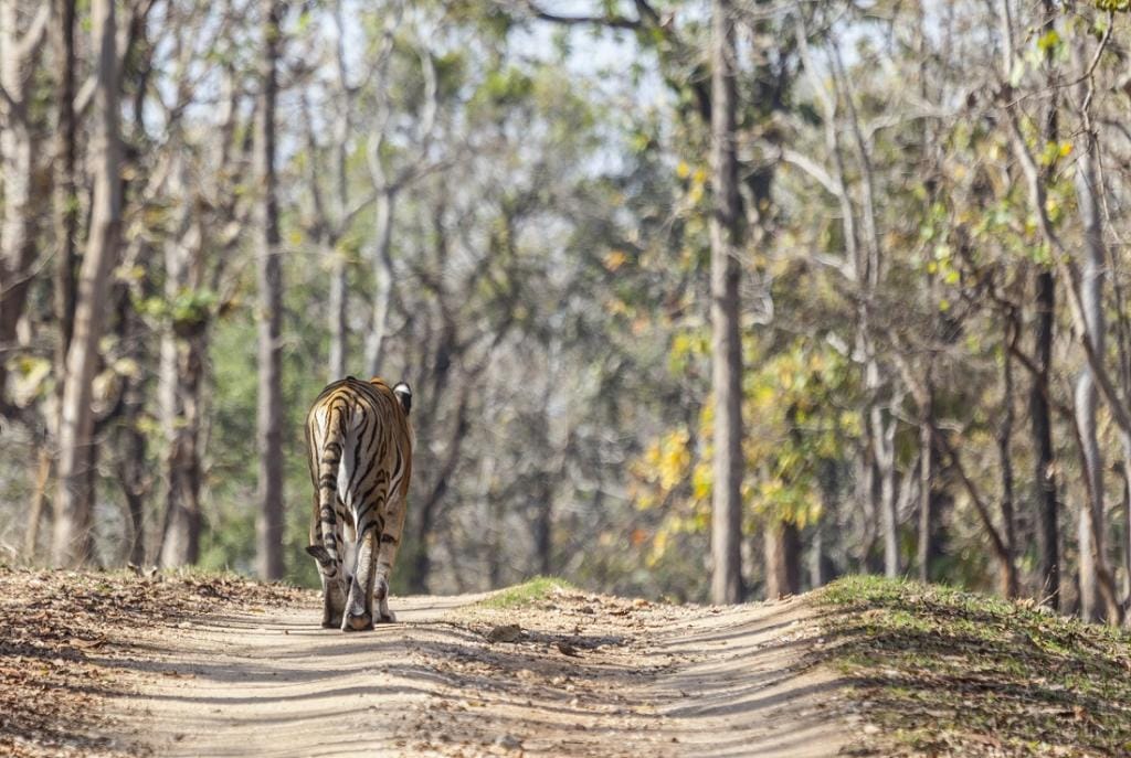 Pench Tiger Reserve in Maharashtra launches first advanced AI System ...