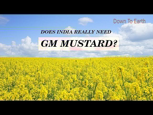 Does India really need GM Mustard?