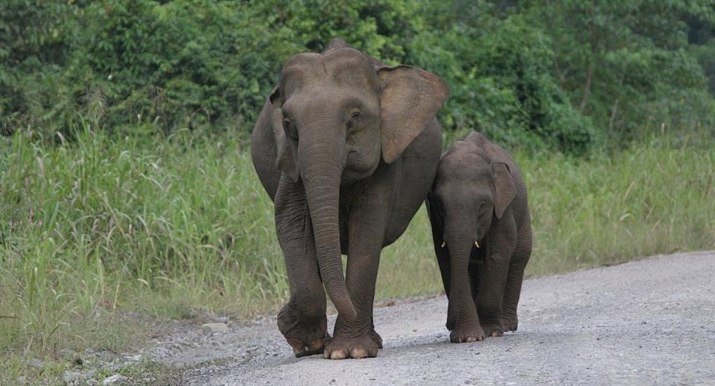 Borneo elephants, the diminutive pachyderms of Sabah and Kalimantan, are now ‘Endangered’ on ...