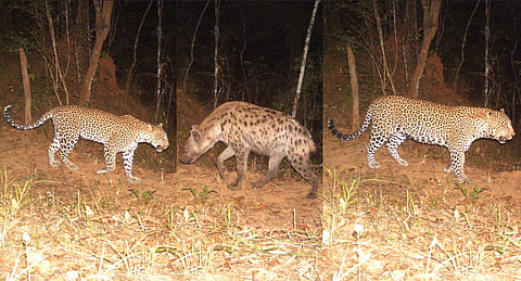 Last laugh: Spotted hyenas outcompeting leopards in Tanzanian park with ...