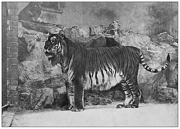 The Legacy of Lions and Tigers in Persia and Persianate Central Asia