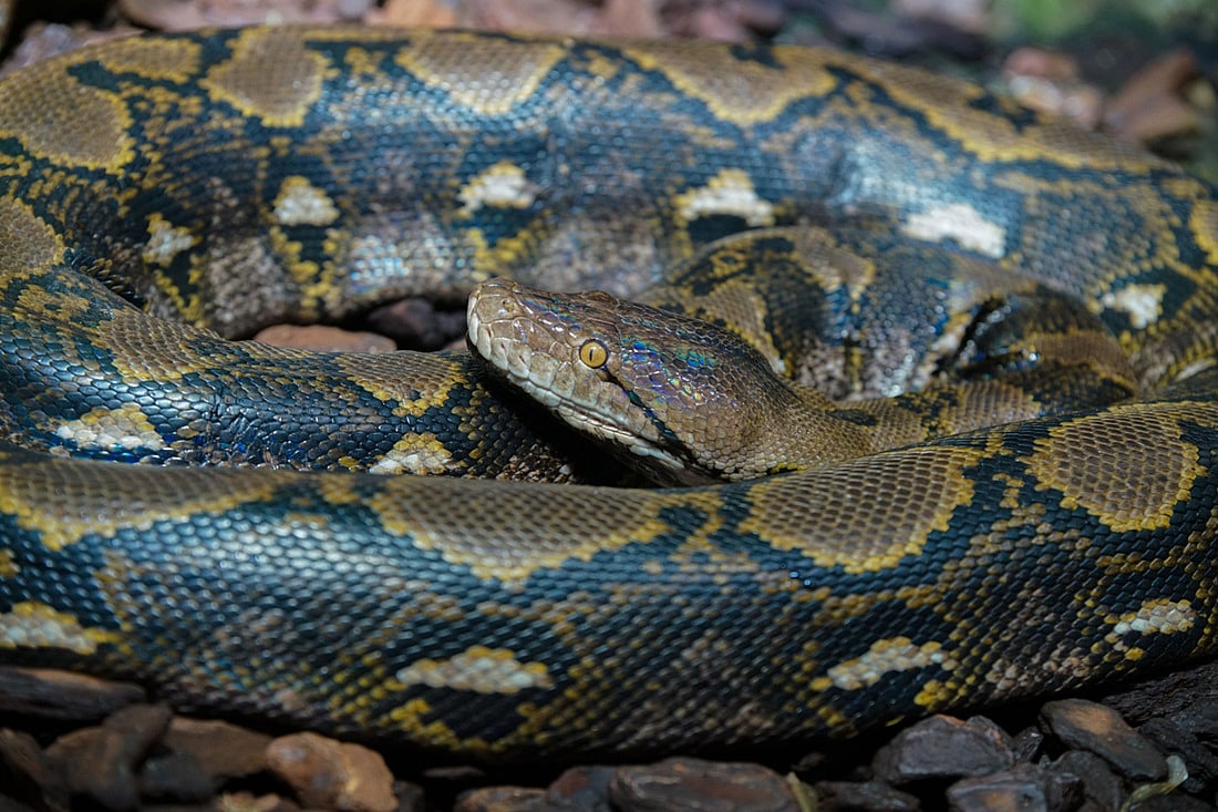 As reticulated pythons kill two Indonesian women in a month, why are ...