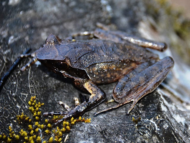 New Horned Frog Species Discovered in Arunachal Pradesh: A Breakthrough ...
