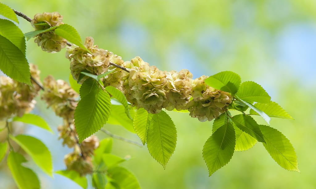 UK Elm Trees Show Signs of Revival After Decades of Decline Due to Disease