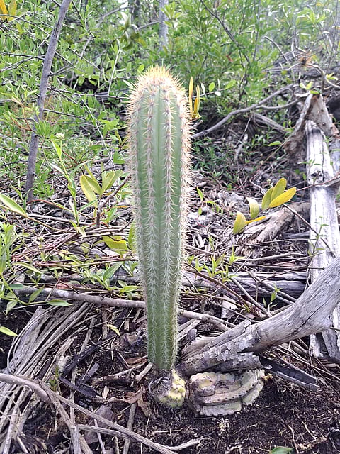 Rising Sea Levels Cause Local Extinction of Key Largo Tree Cactus in the US