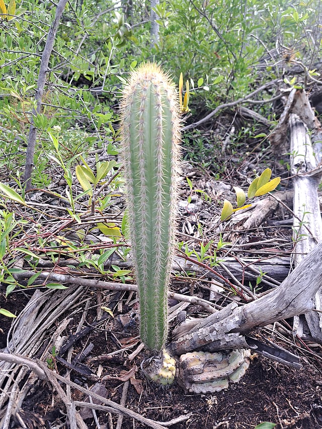 Rising Sea Levels Cause Local Extinction of Key Largo Tree Cactus in the US