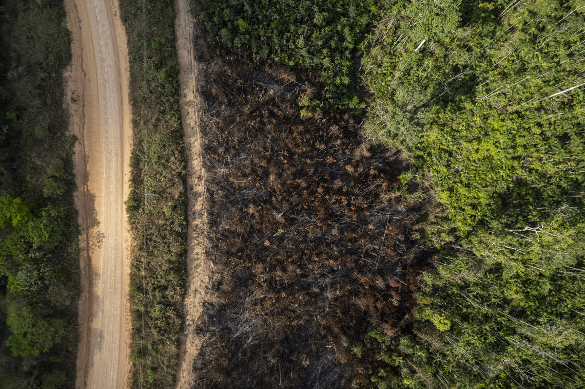 Global Deforestation Slows, But Climate Change Threatens Forests: FAO ...