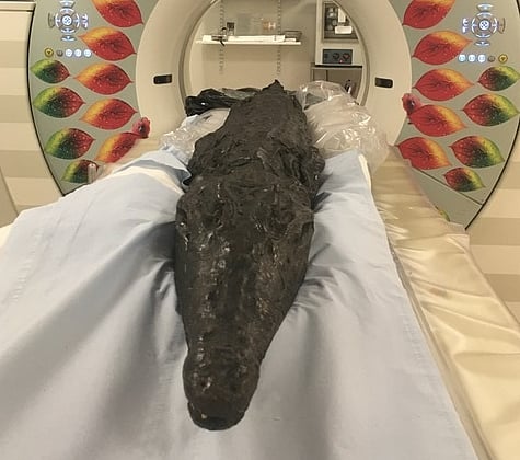 Sons of Sobek: 3D Imaging Unveils Ancient Egyptian Crocodile Sacrifice ...