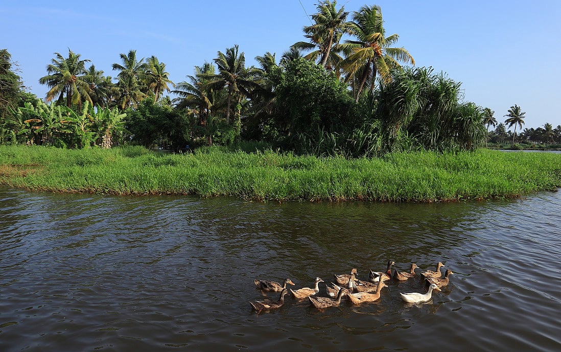 Kuttanad Poultry Farmers Face Existential Crisis as Avian Flu Ban Looms