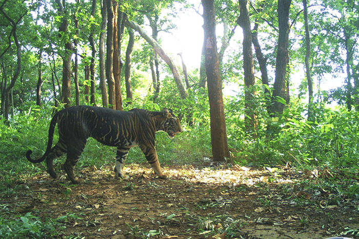 Black Tiger