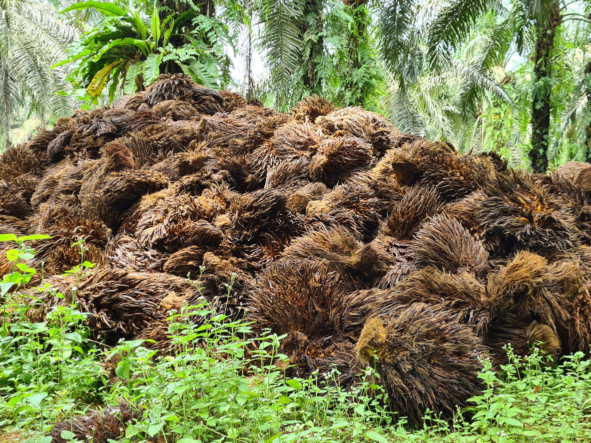 Palm Oil's Green Revolution: From Environmental Villain to Climate Hero