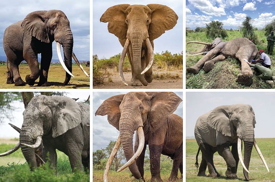 Biggest Elephant In The World An Ancient Elephant May Have Been