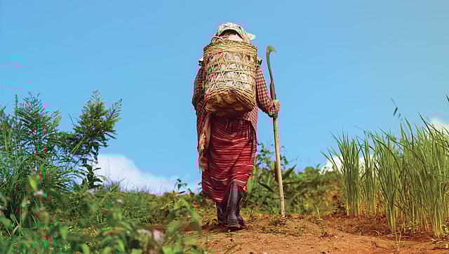 Adaptive Agriculture How Indian Farmers Struggle For Climate Resilience