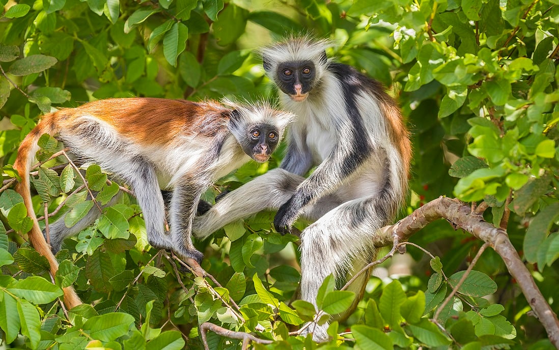 Protecting Africa’s Most Endangered Monkeys: The Red Colobus and Their ...