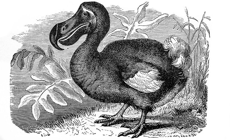 New Study Reveals Dodo Was Fast-Moving and Forest-Loving, Debunking Myths