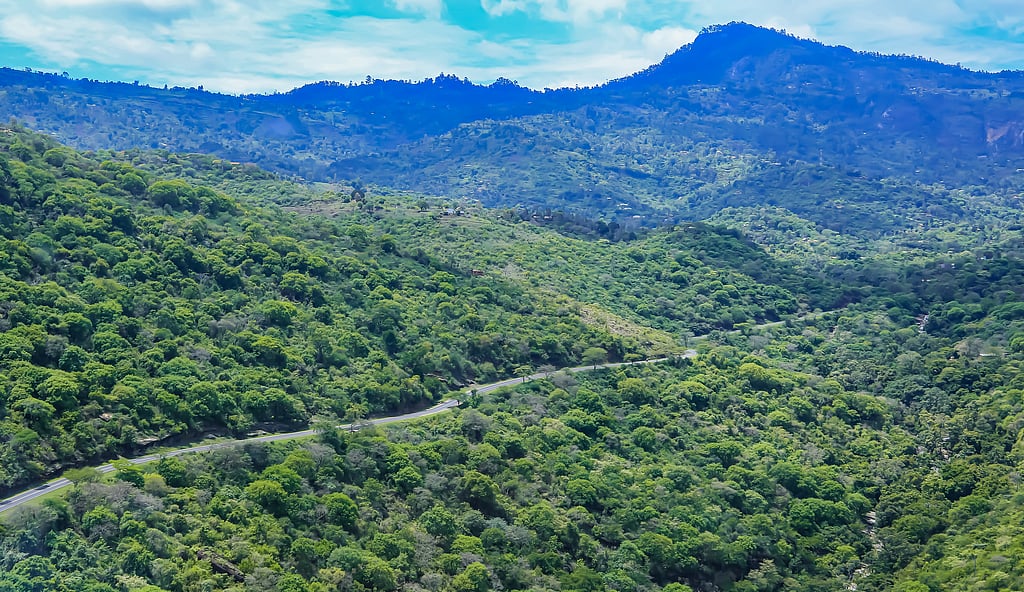 Deforestation in Africa's Montane Forests Escalates Climate Impact ...